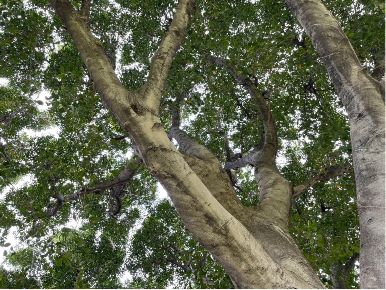 Celebrating CSUN’s Roots | Sustainability