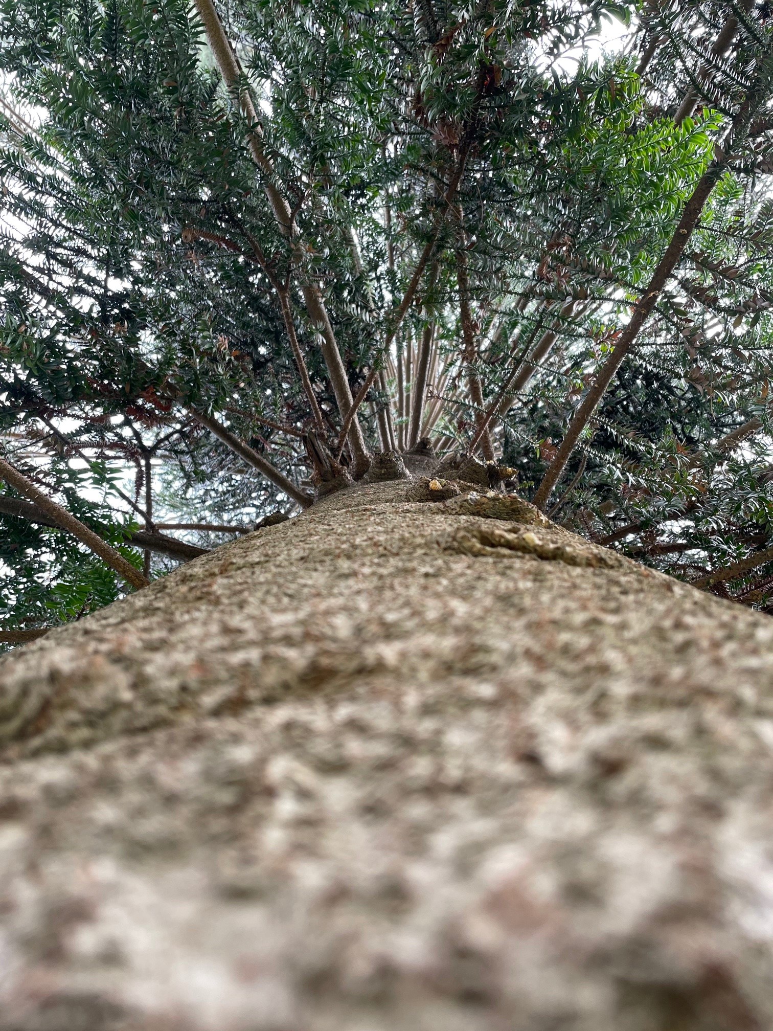 Celebrating CSUN’s Roots | Sustainability